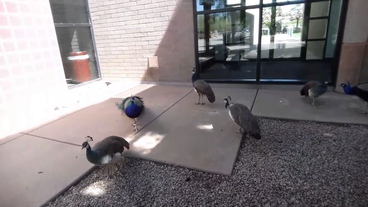 Peacocks at the Glendale, Arizona Library - YouTube