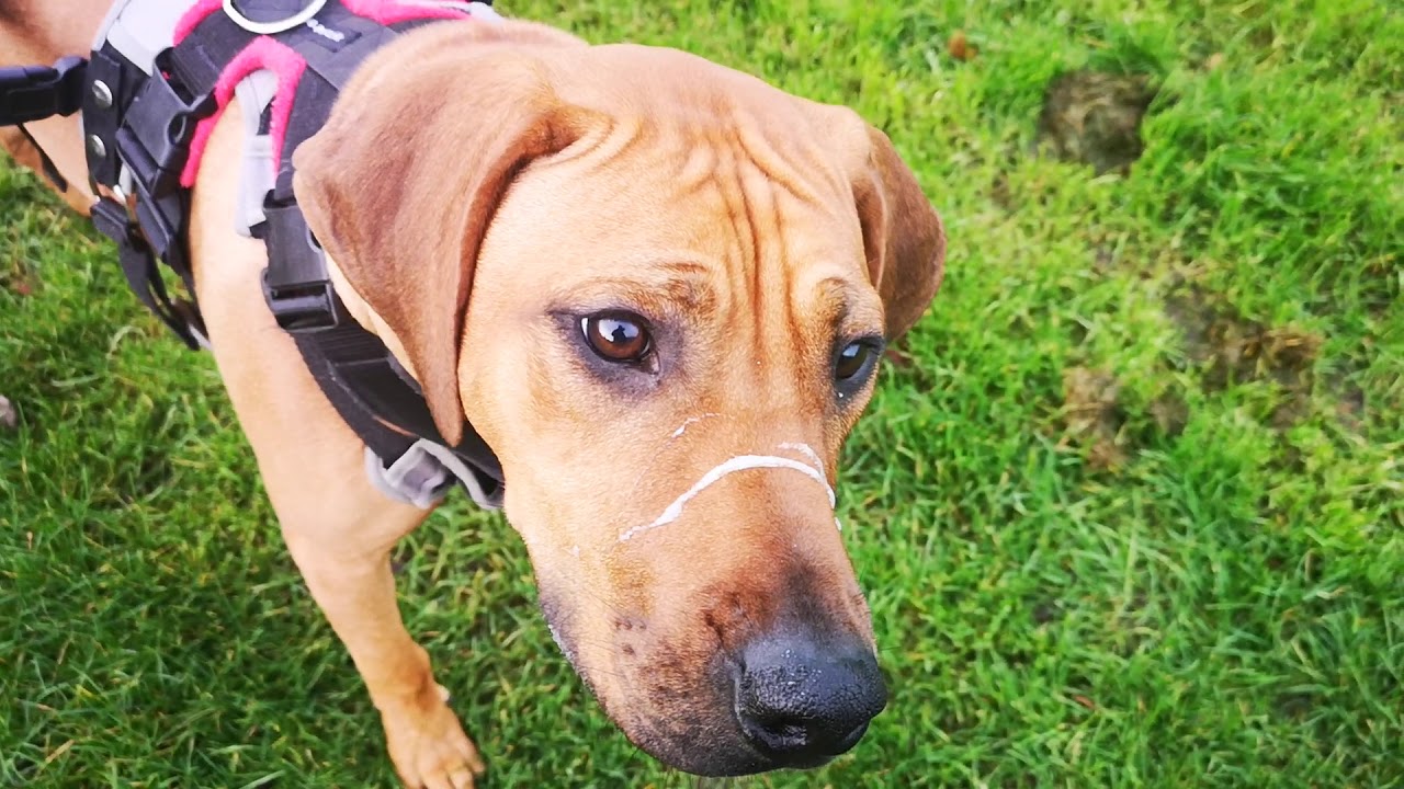 Ridgeback pup Darcy recall with distractions - YouTube