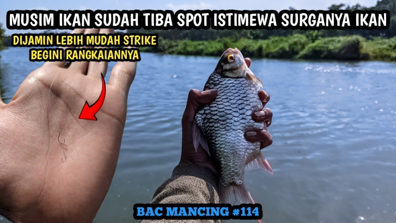 MUSIM IKAN SUDAH TIBA!! SAATNYA BERMAIN UMPAN MAGGOT!! TEKNIK PELAMPUNG ...