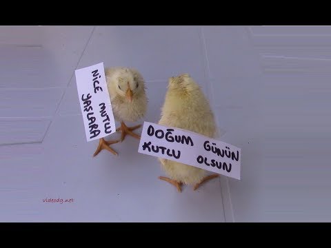 Gerçek civcivlerle doğum günü kutlaması