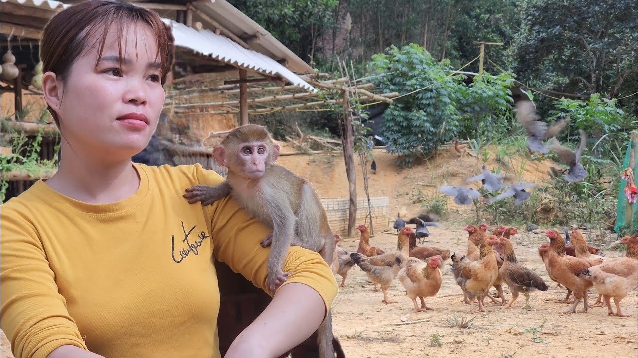 The little monkey enjoys being with me. Grow vegetables and raise ...