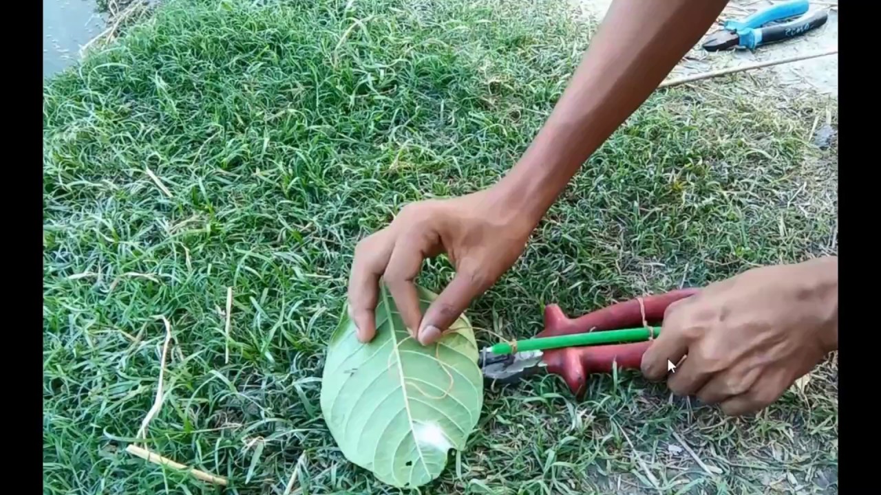 How To Make Easy Simple Bird-catching Trap. - YouTube