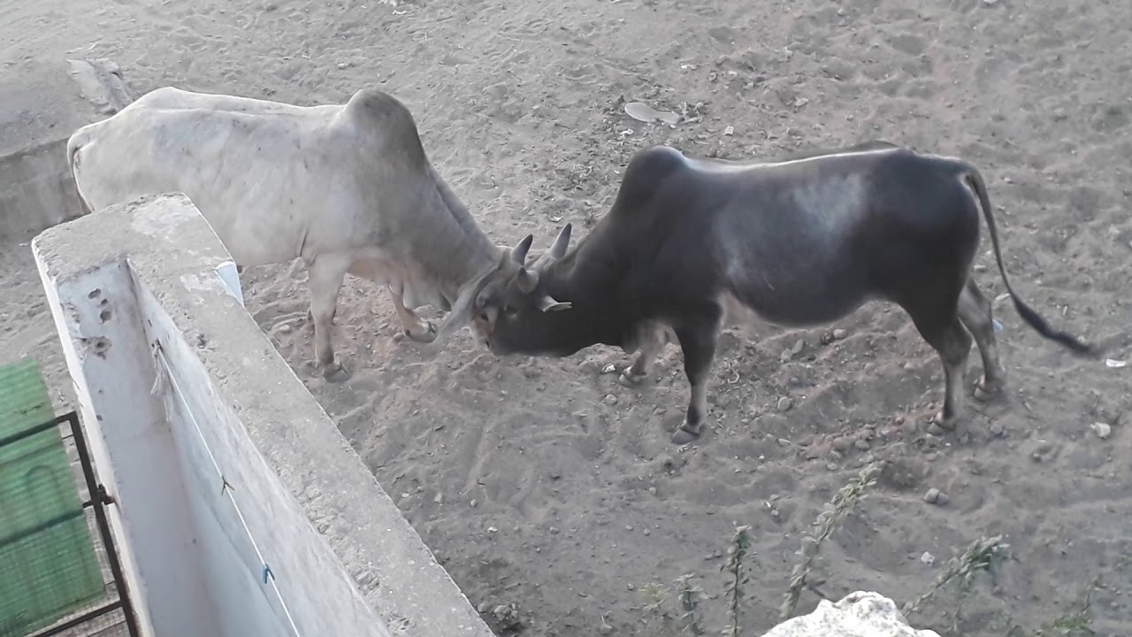 Cow fighting - YouTube
