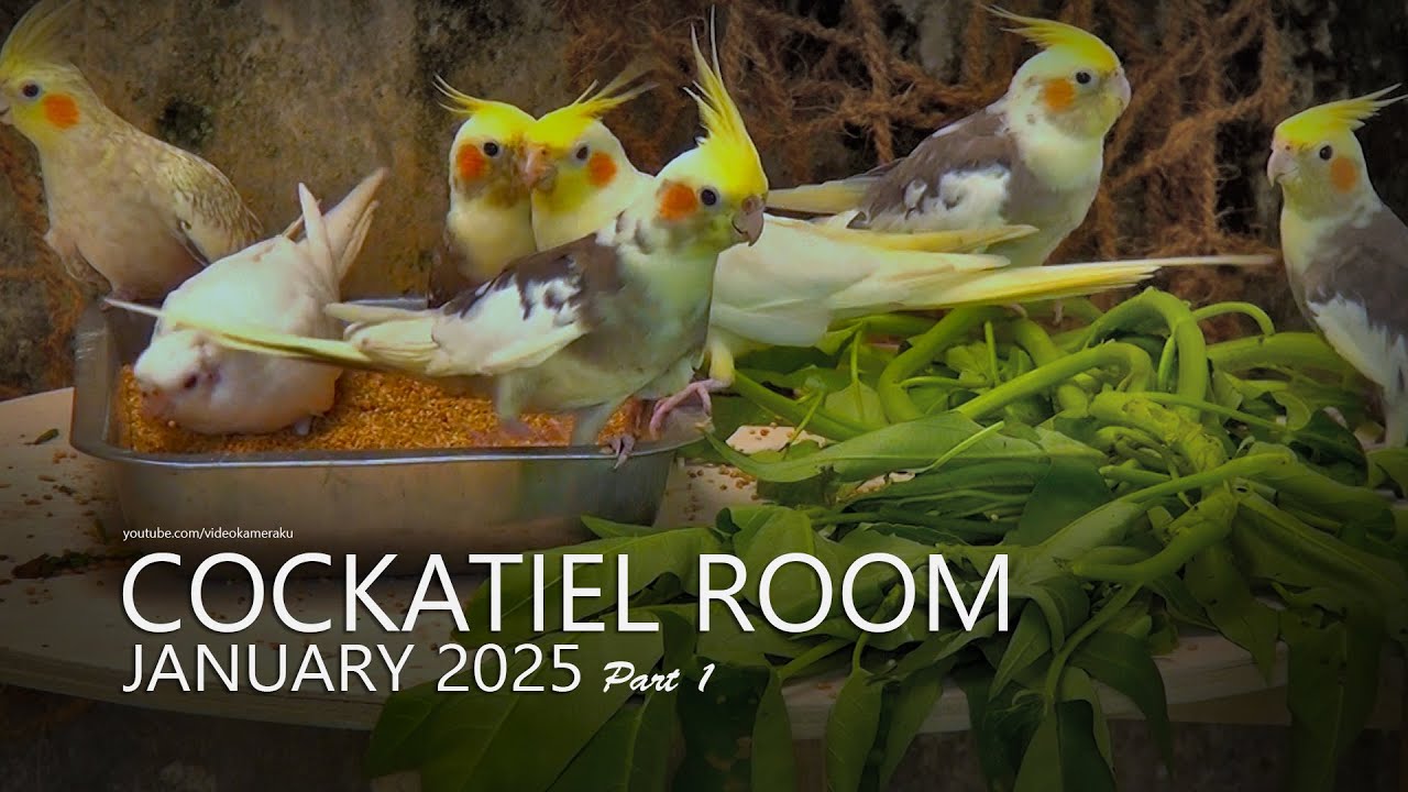 Cockatiel Room: January 2025 - Part 1 - YouTube