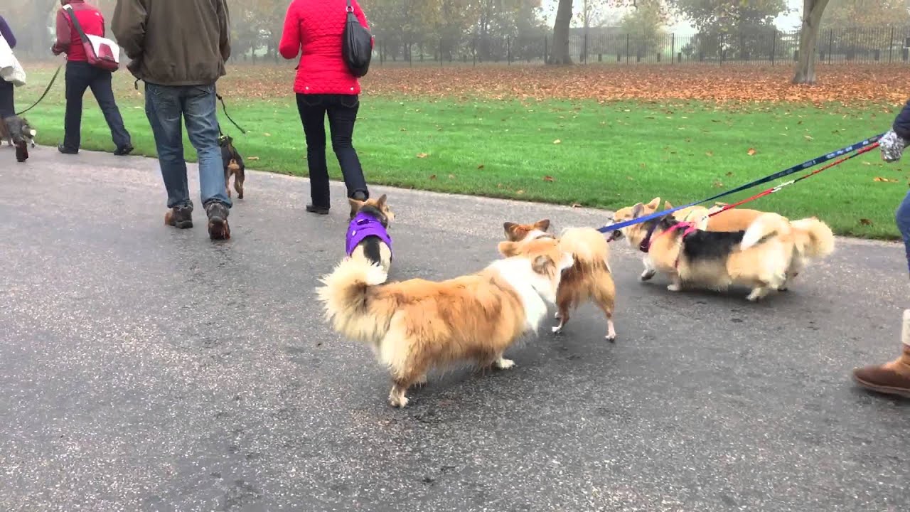 Corgi train at Windsor Castle - YouTube