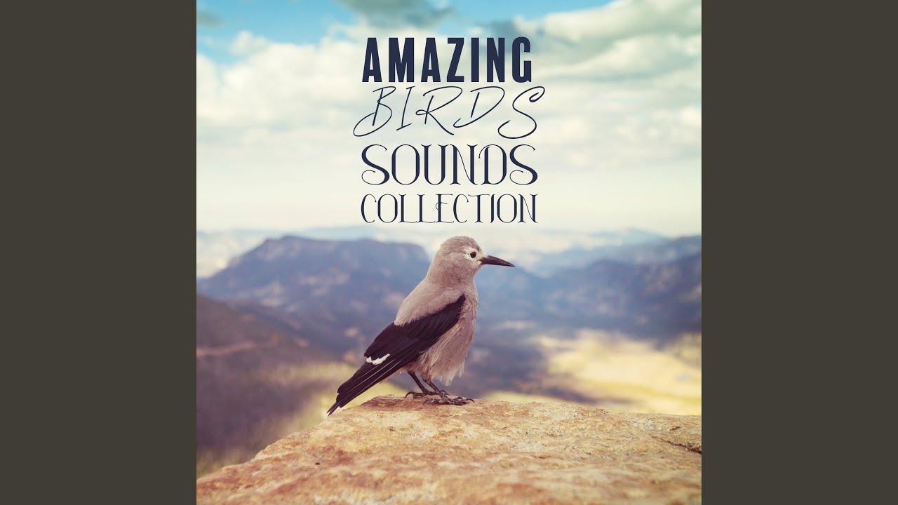 Calming Birds Sounds, Pt. 01 - YouTube
