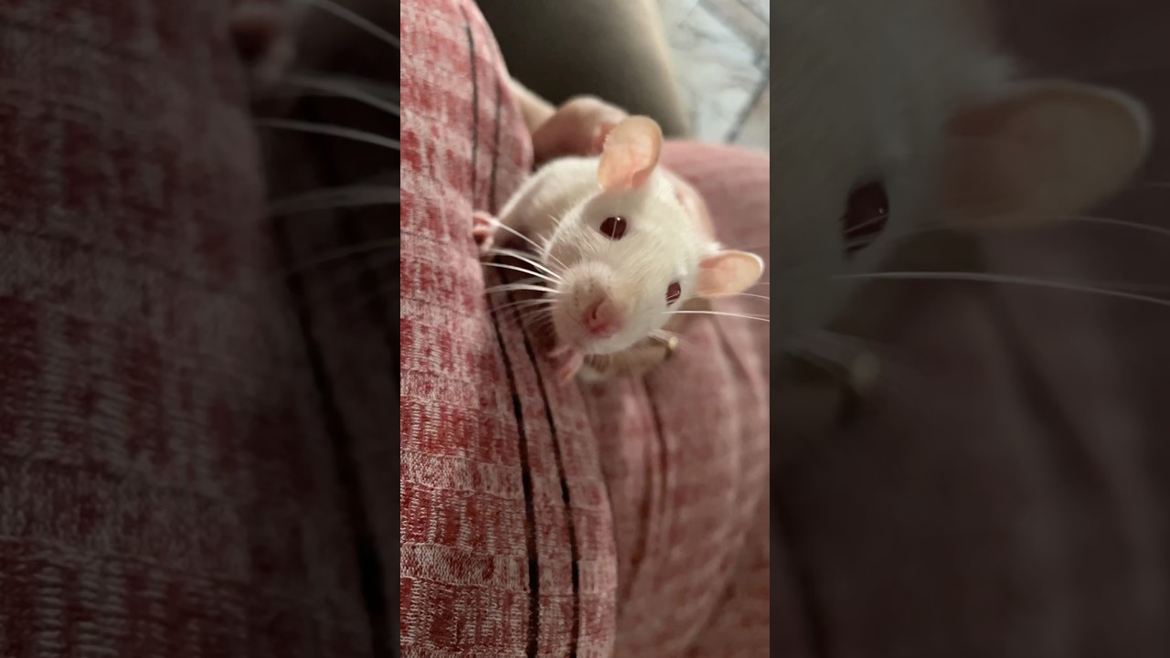 Rato twister como Pet 🤍🐁 #ratotwister #ratos #pets #animaisfofos # ...