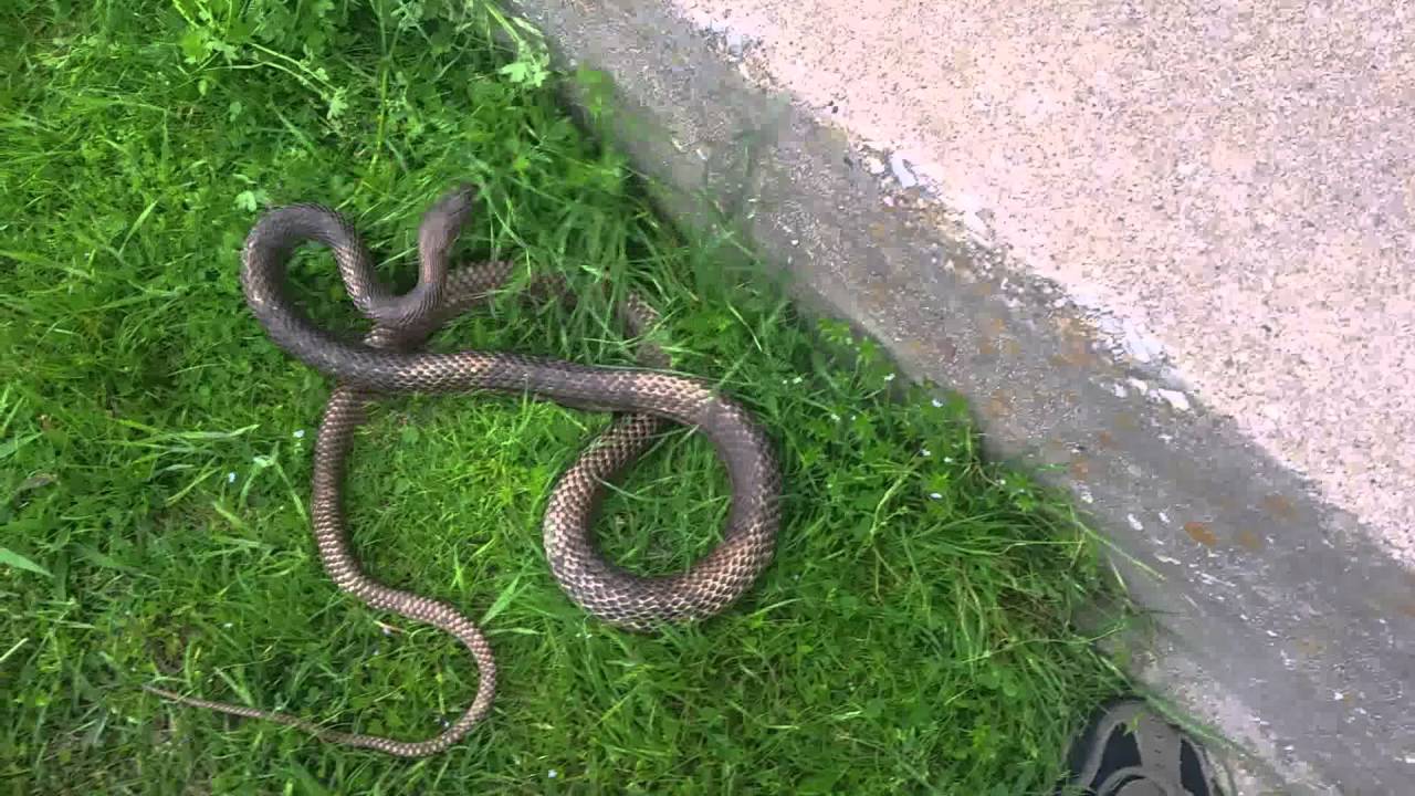 Coachwhip chasing me. Sort of - YouTube