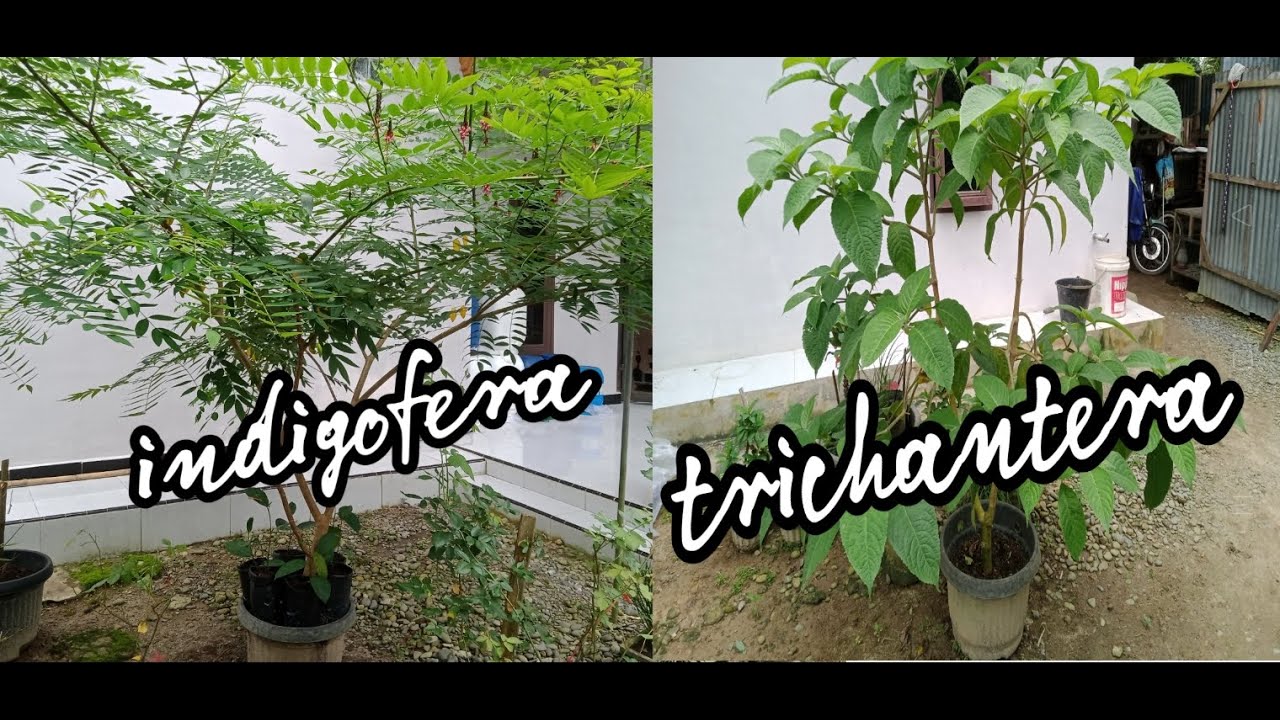 Tanaman indigofera & Trichantera tumbuh subur di dalam pot. - YouTube