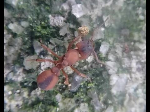 Northern Fungus-Farming Ant, August 25th 2022, Savannah Georgia - YouTube