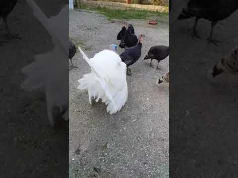 kanada sortu hind quşu