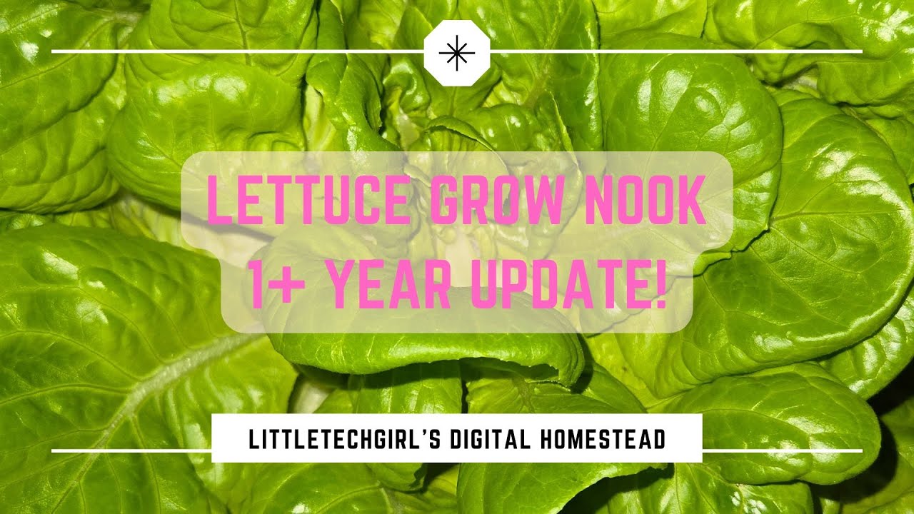 Lettuce Grow Nook Update | 1.5 Years Later - YouTube