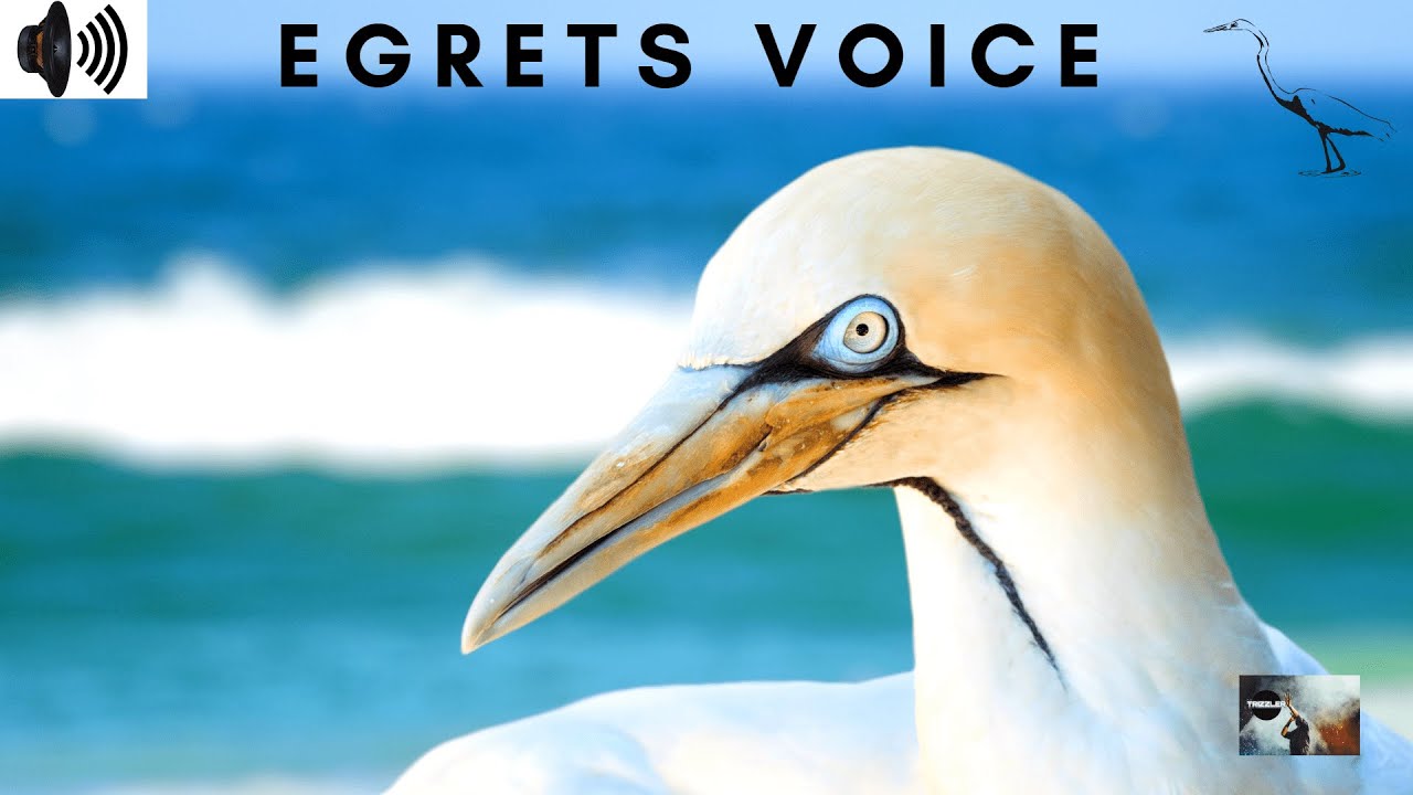 EGRETS VOICE | FLOCK | HERONS | STORKS | AMB WETLAND | LONG NEGGED WADING BIRD | WHITE ...