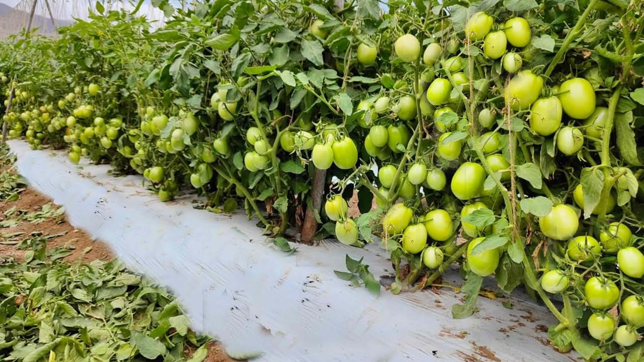 टमाटर की खेती | Tamatar ki kheti kaise kare | tomato farming in india ...