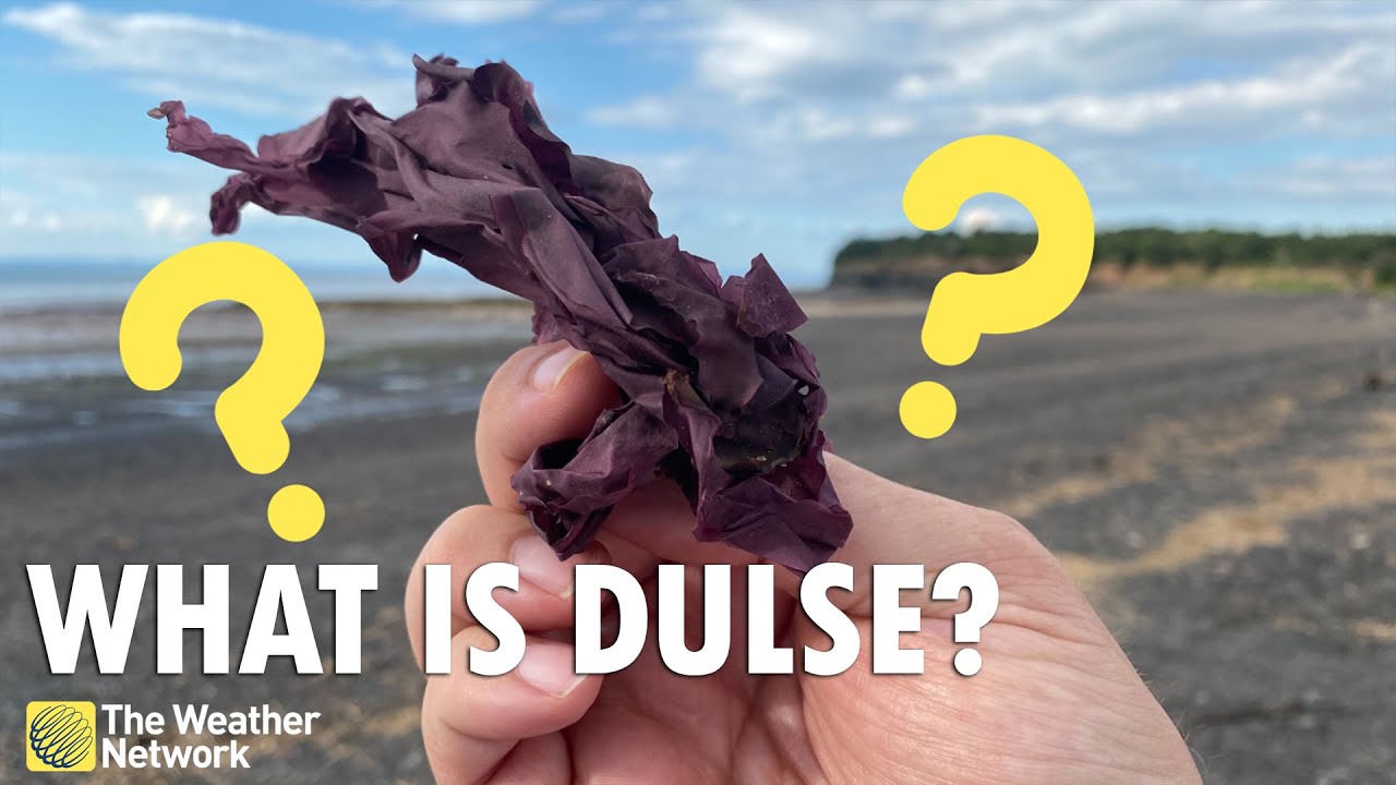 What The Heck is Dulse, and Why Should Canadians Try It? - YouTube