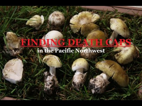 Finding DEATH CAPS in the PNW - YouTube
