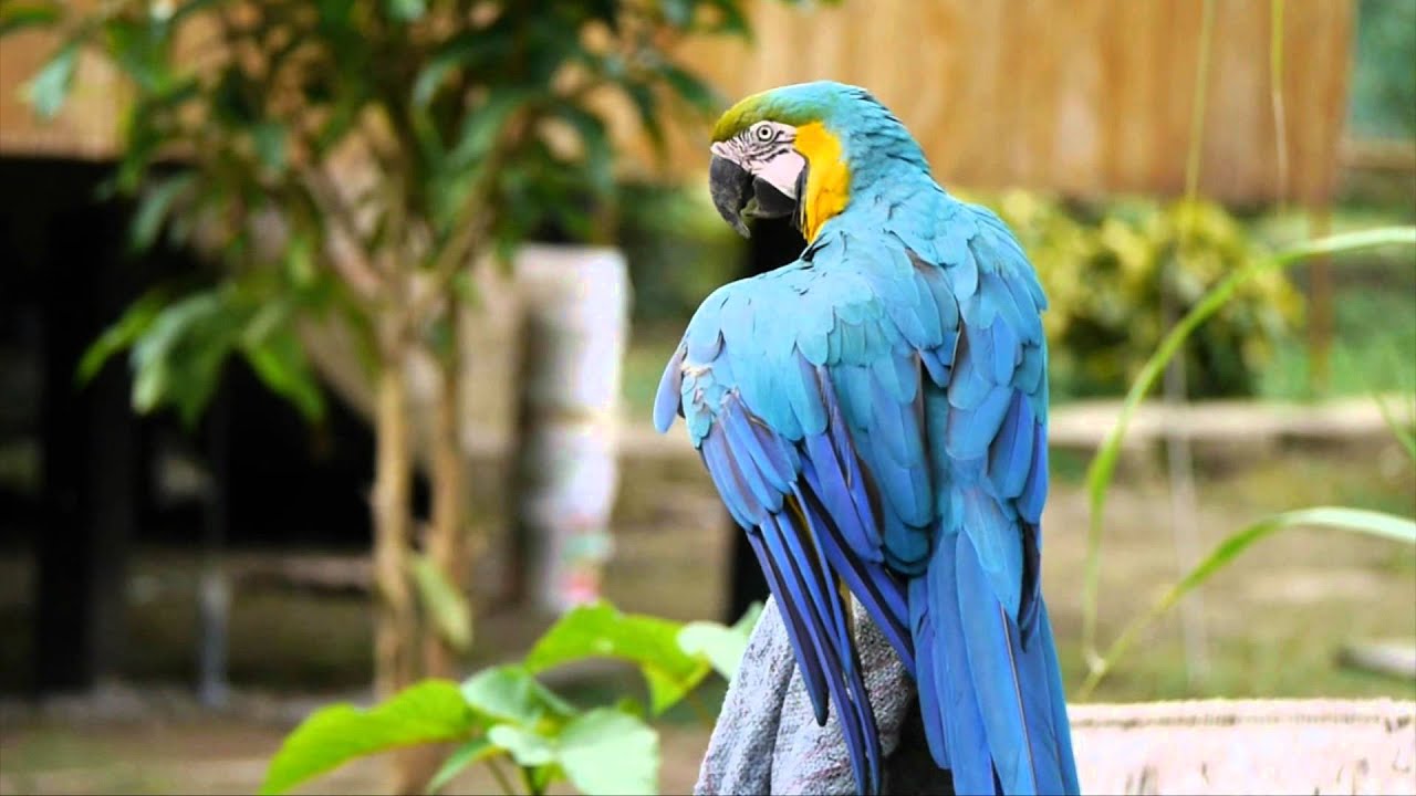 Parrot - YouTube