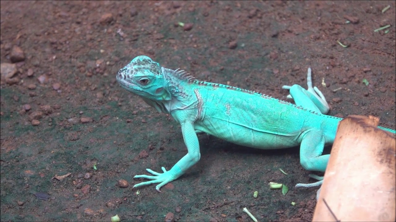Blue Iguana, Cyclura lewisi - YouTube