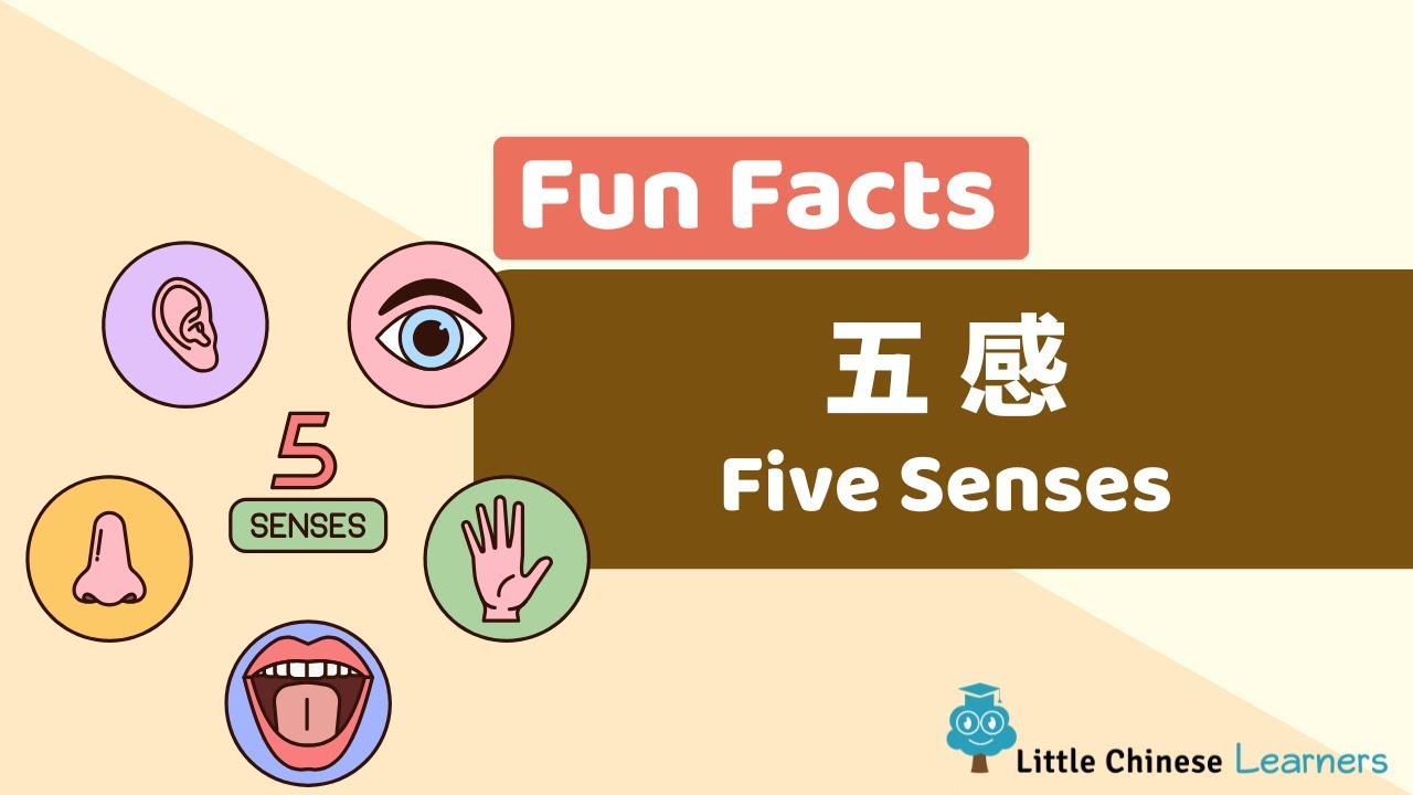 Chinese Stories for Kids – Five Senses 五感 | Level 2 Fun Facts | Little ...