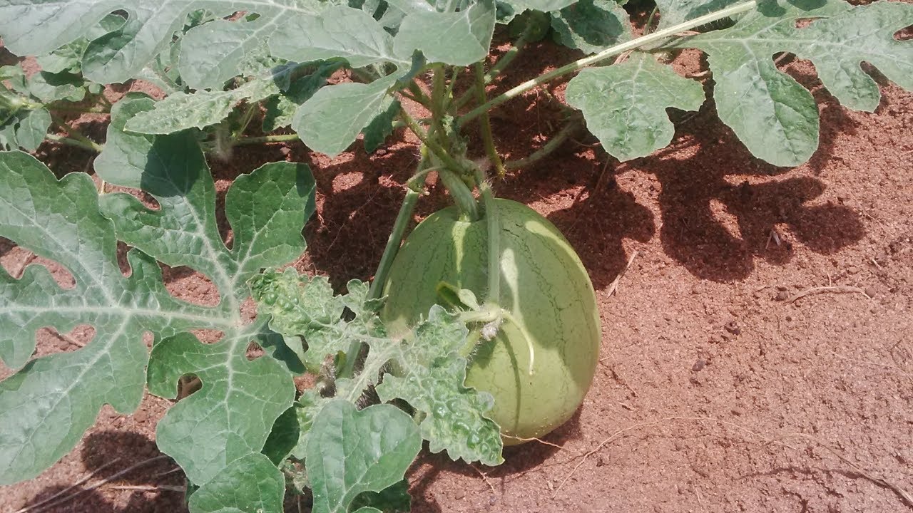 Agro Millions Smart Farming - 35days Old Mechanized Watermelon Farm ...