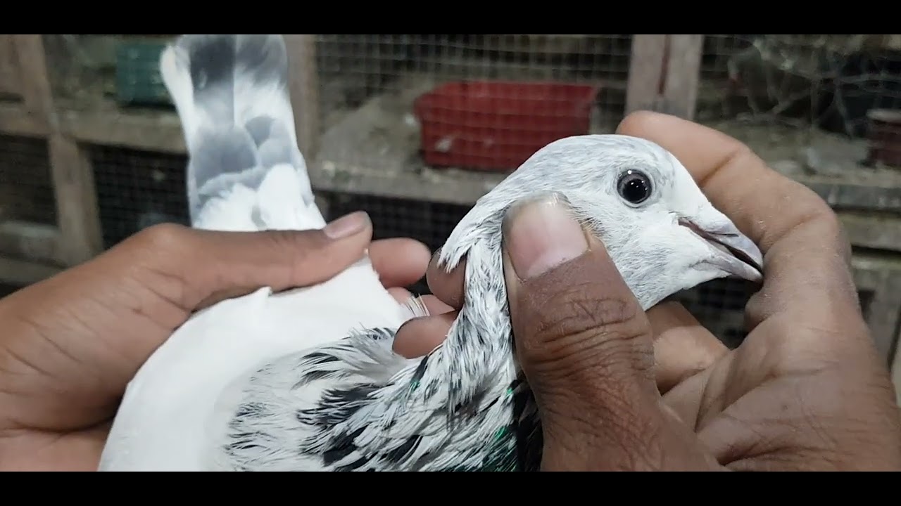 pure motiyo wala choha pair for sale in faisalabad ali(03106058000 ...