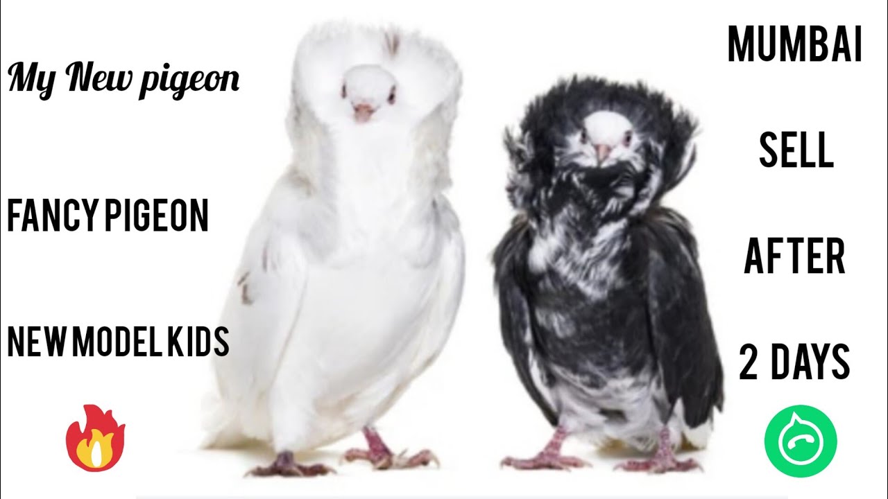 Pigeon fancy 🌟pawder & modina & fancy all pigeon lover🔥 - YouTube