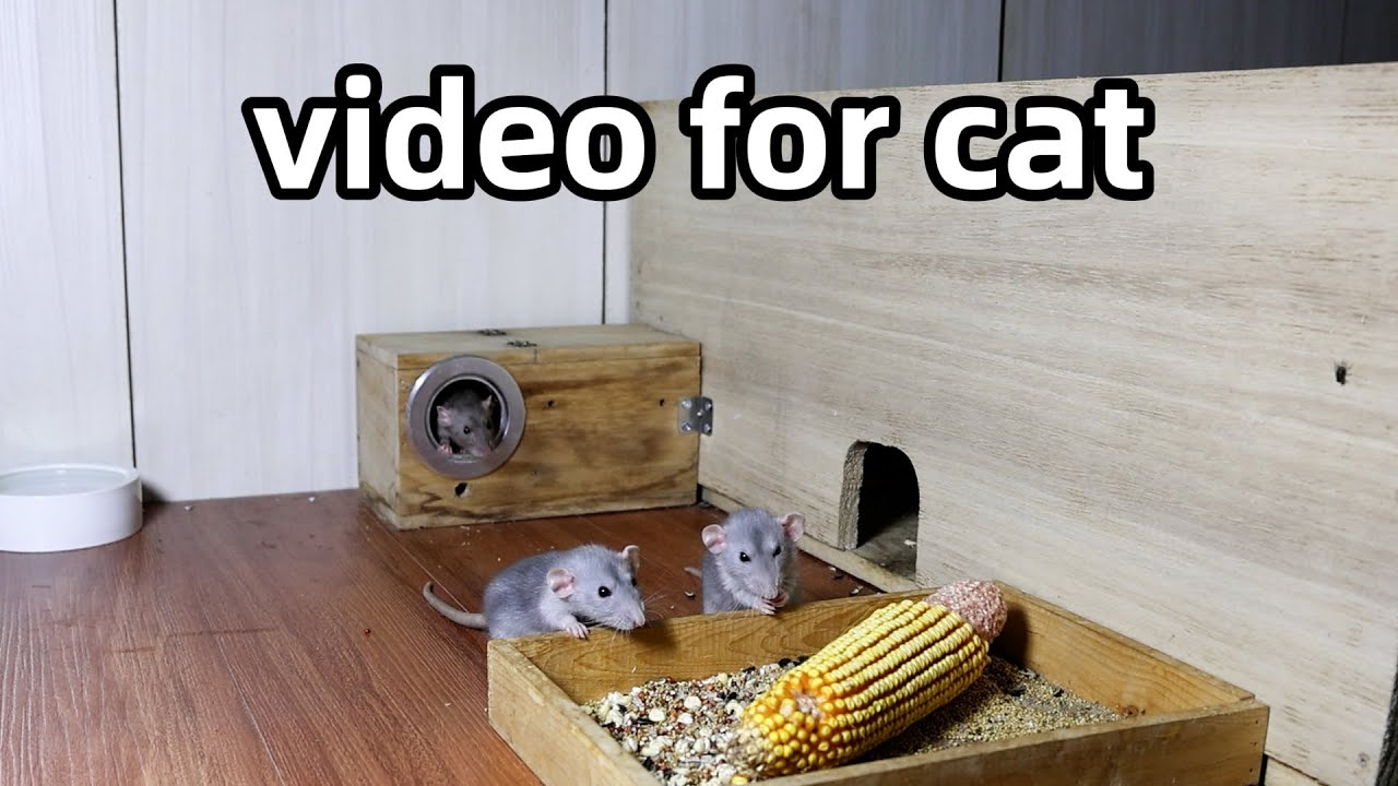 Cat TV🐭Mouse Watch TV🐭Mouse for Cats to Watch🐭 - YouTube