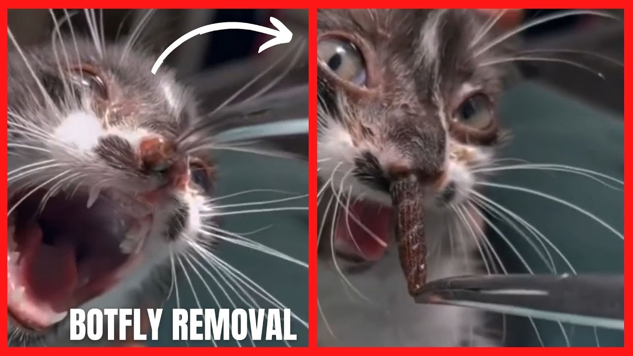 Cat botfly removal - YouTube