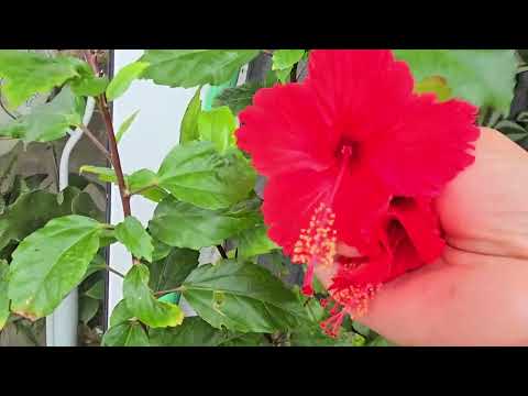 Hibiscus flowers decor ideas 🌺🌺🌺
