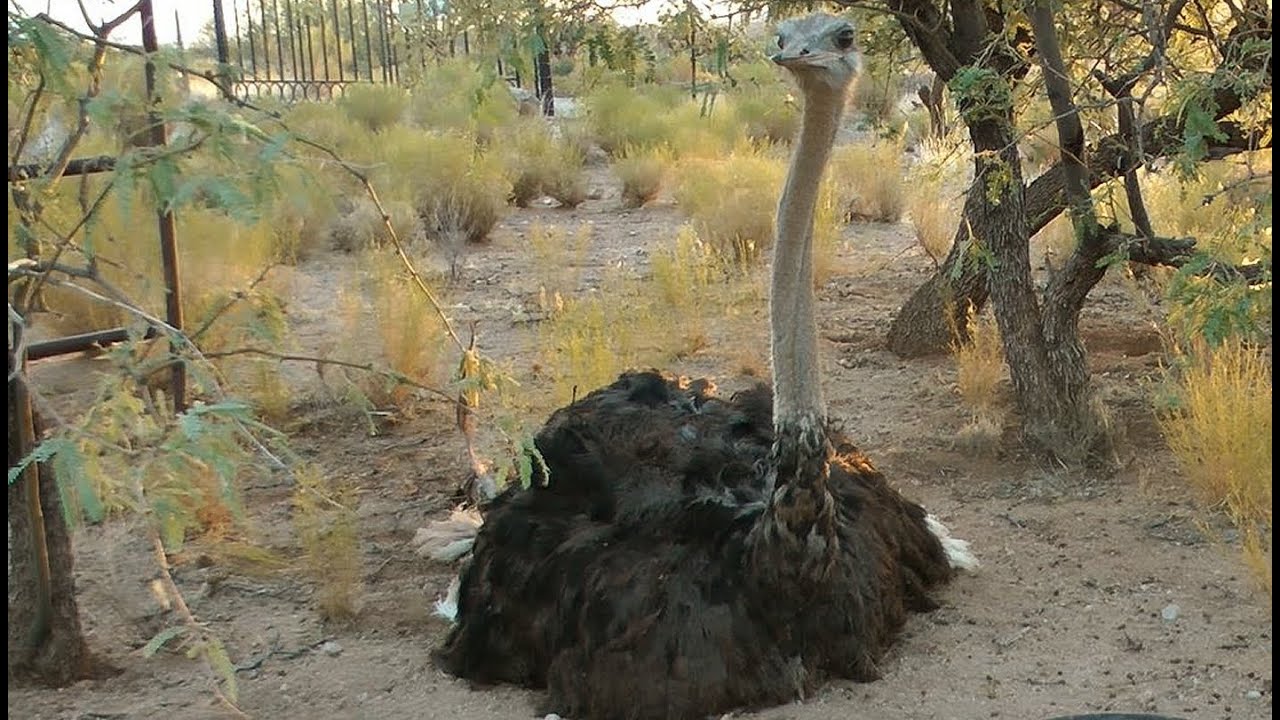 Rescued Ostrich Raised To Be Slaughtered... inhumane treatment - YouTube