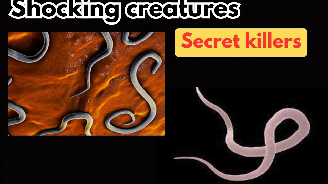 Worms in animals | Causes of weakness and low immunity | - YouTube