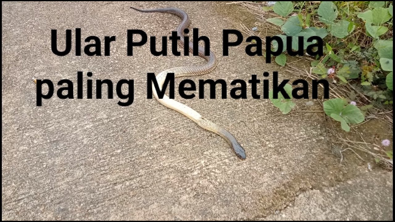 Ular Paling berbisa di Papua, Ular putih Papua - YouTube