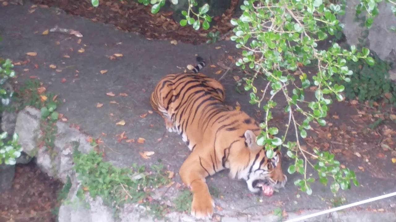 Tiger attack in india - YouTube