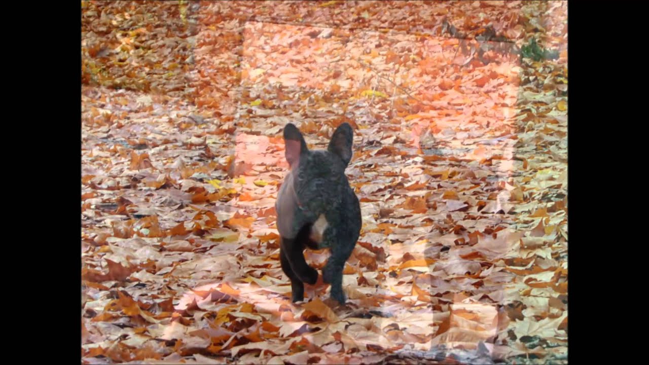 Hazy Malaze Satisfy the Jones - YouTube