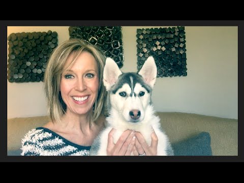 Husky Puppy Dental Health | When To Begin