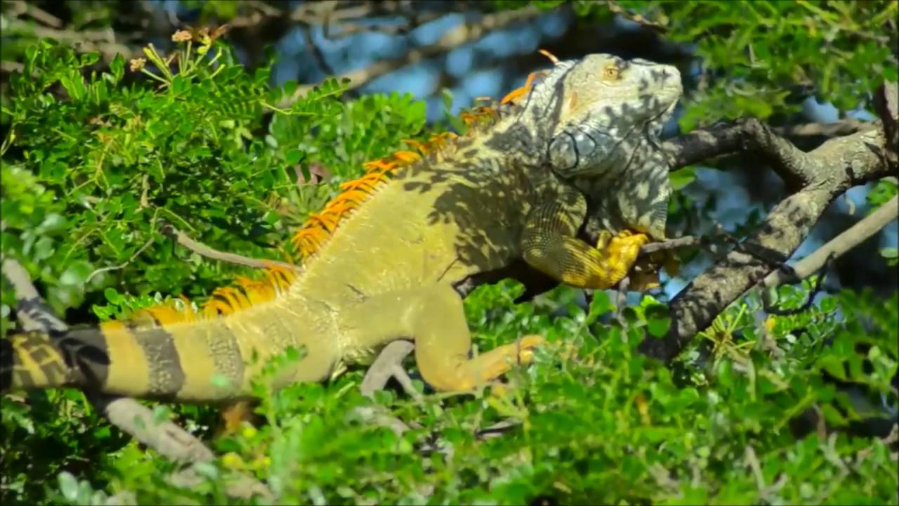 Área de Conservacion Arenal Tempisque - YouTube