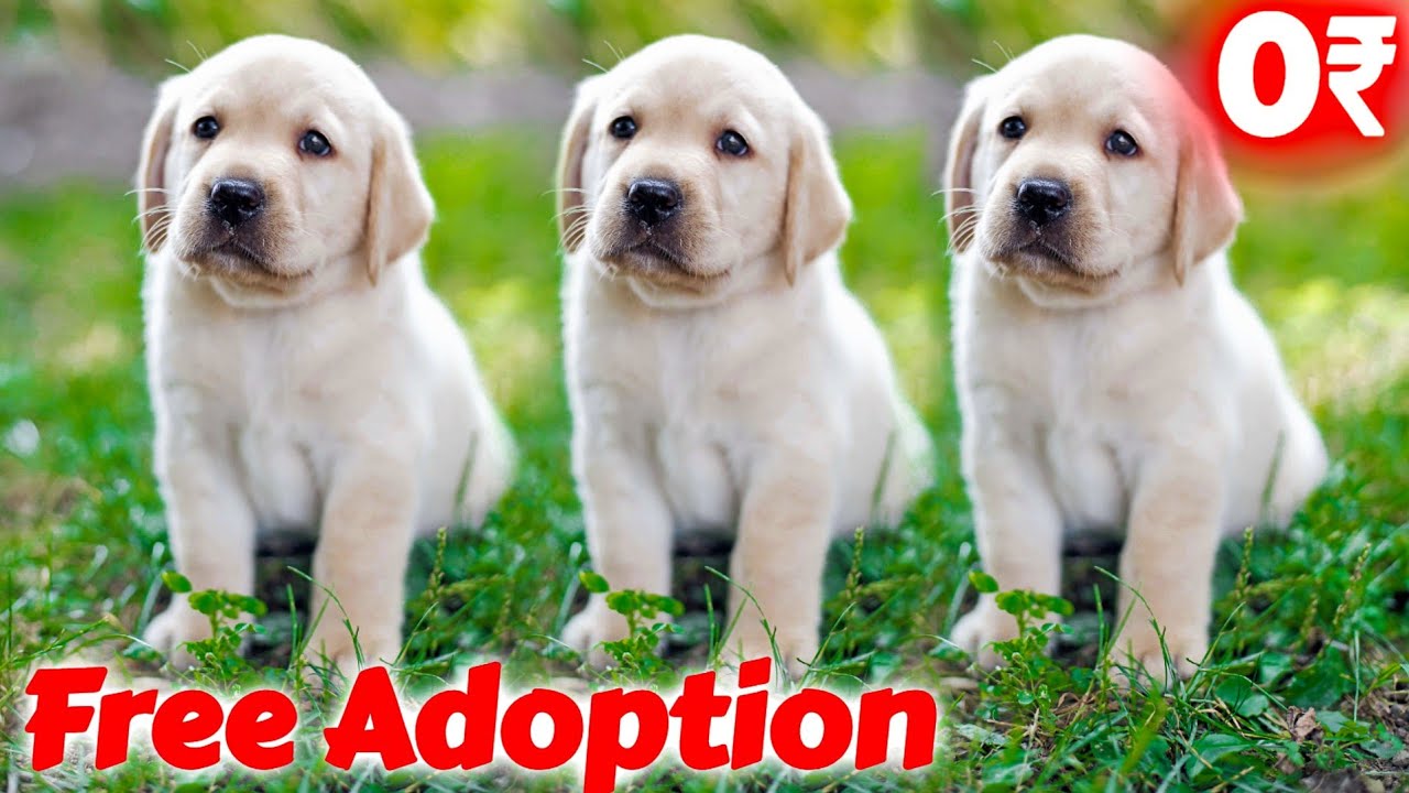 Labrador for Free Adoption *Free Dog Adoption 2024* Free Dog Adoption ...