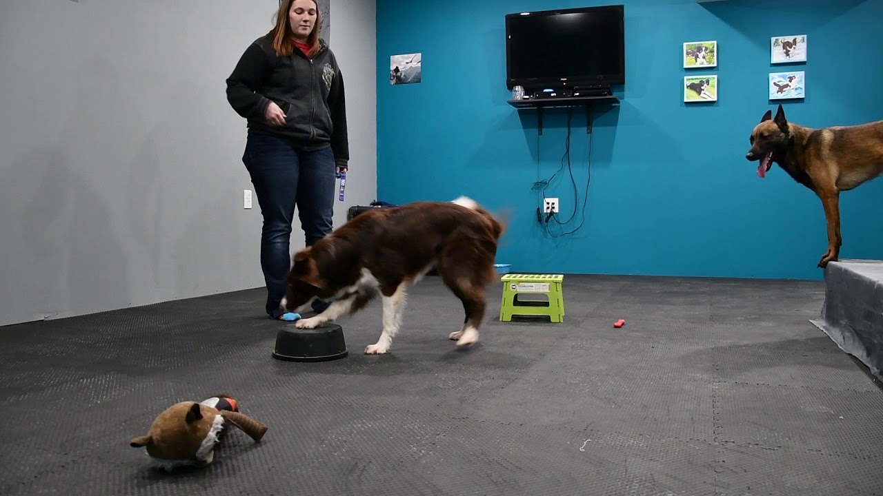 Nymeria- paw targets - YouTube