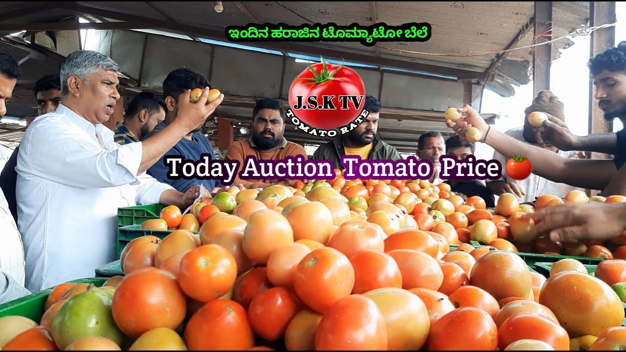 Tomato Price Today | live_auction_tomato_price| ಟೊಮೆಟೊ ಬೆಲೆ |Hybrid ...