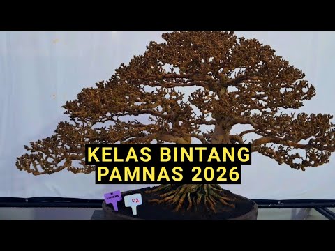 Lomba & Pameran Bonsai Gianyar 2026, kelas bintang