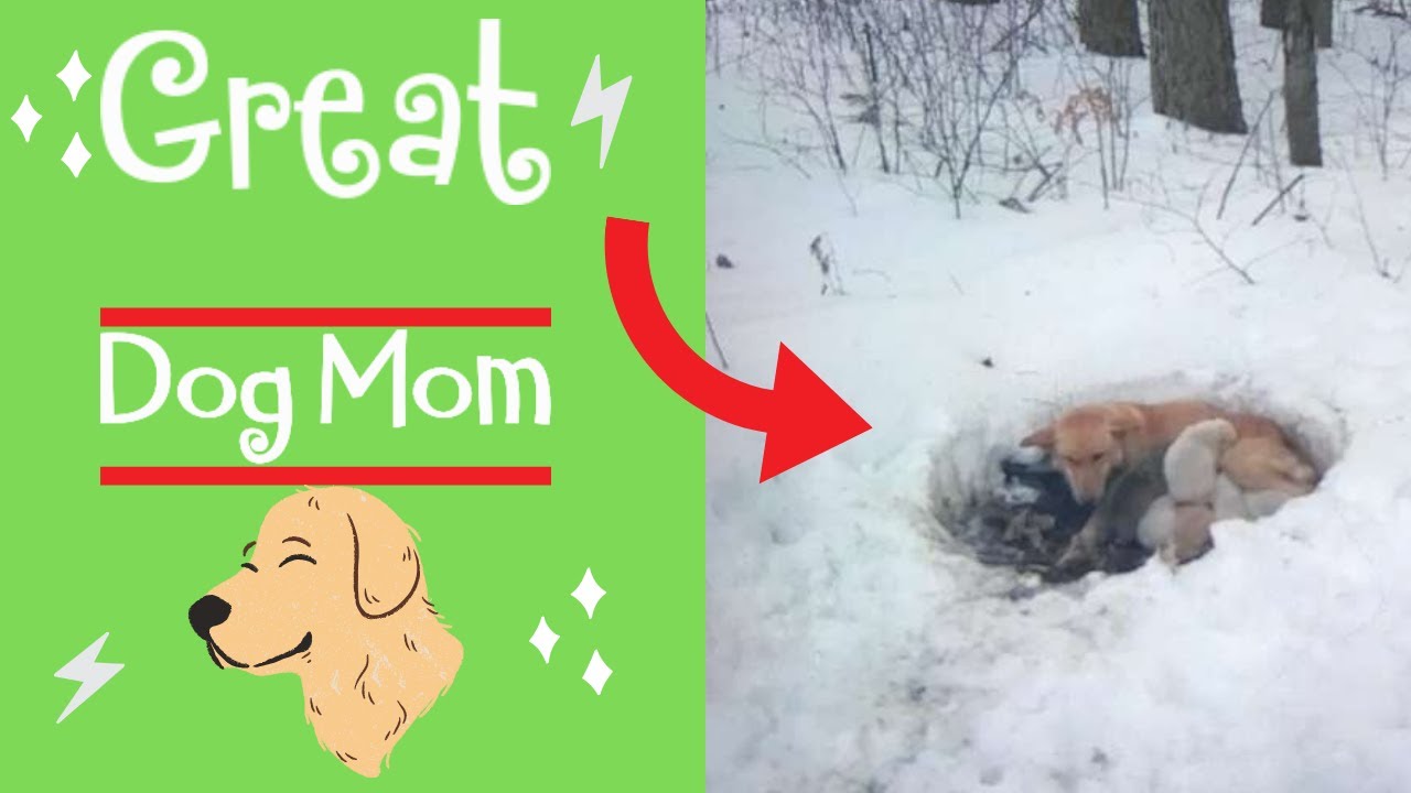 Heartbreaking Video: Mother Dog Protects Her Puppies By Making A Home ...