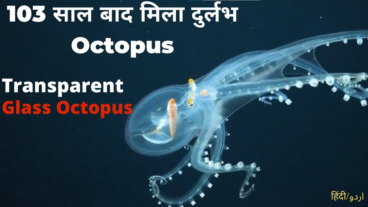 Rare Glass Octopus Found After 103 Years|Transparent Glass Octopus Ke ...