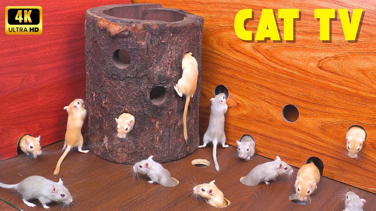 8 Hours Cat TV Naughty Mouse | Hide and Seek in Jerry's Cave | Video ...