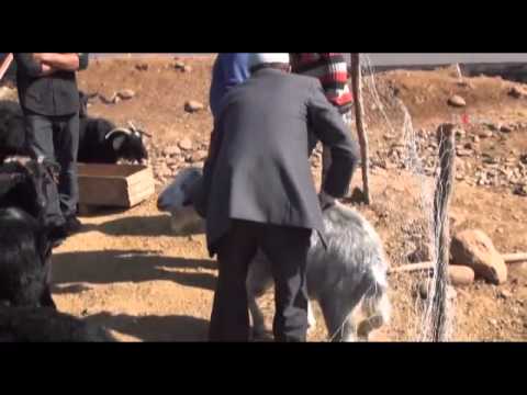 Yasaklı keçiler pazara indi \\ 05 10 2014 \\  MUŞ