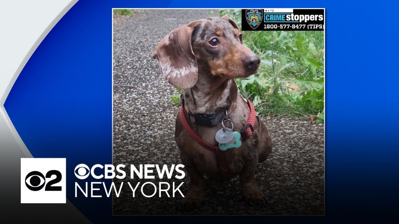 Bronx woman's pet dachshund Milkshake stolen - YouTube