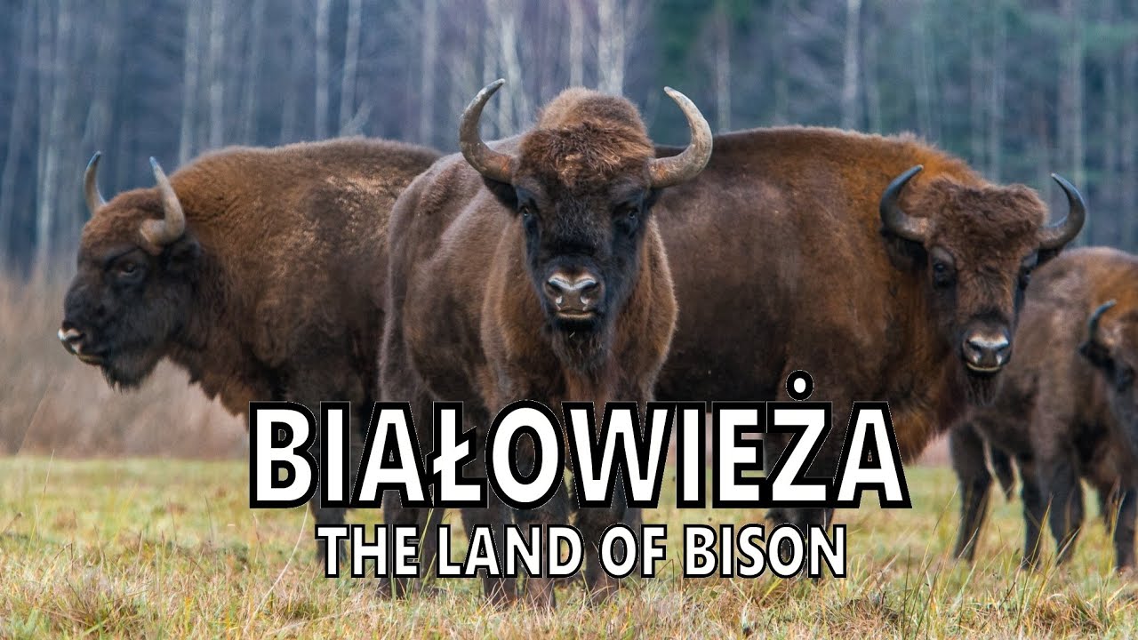 BIAŁOWIEŻA: THE LAND OF BISON. 3-day trip to the wildest region in ...
