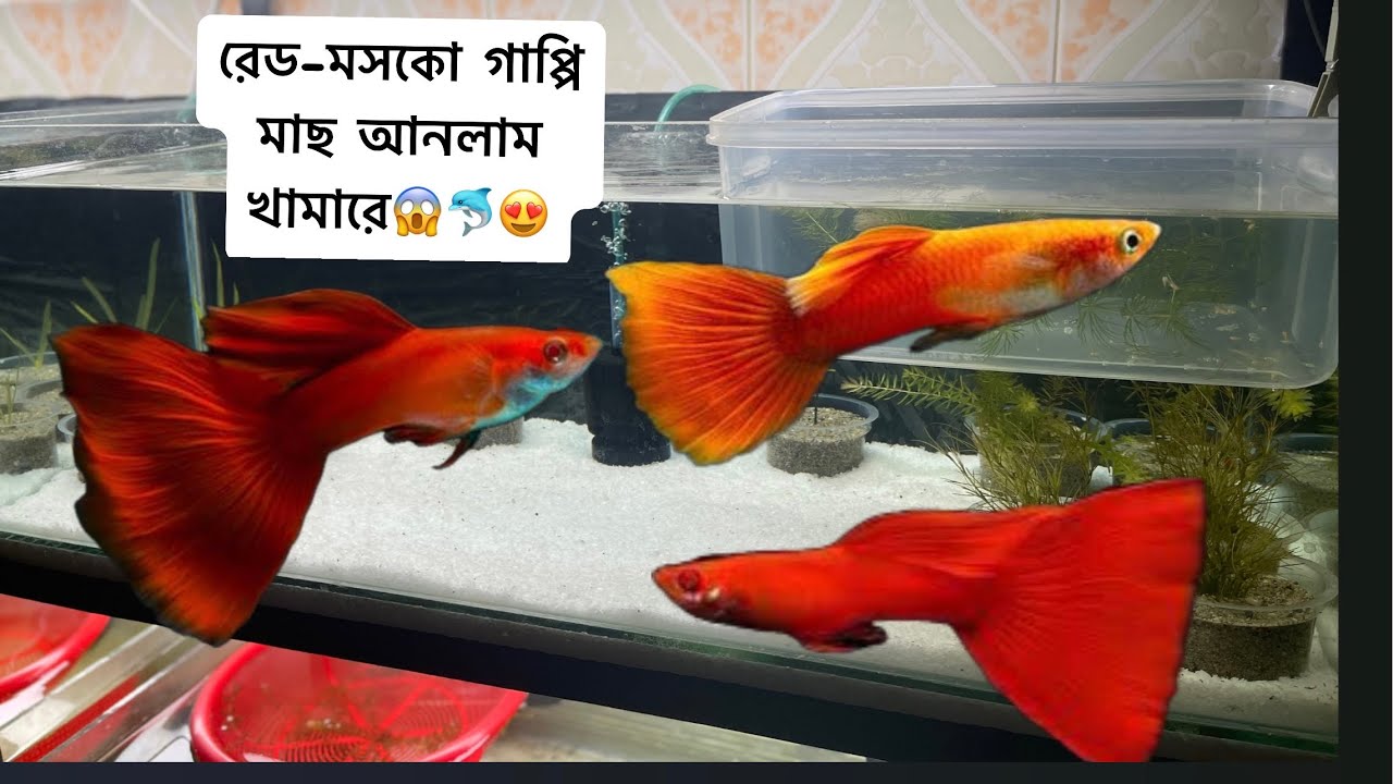 Red-Moscow Fancy Guppy Fish in aqua project full vlog😇🐬 - YouTube