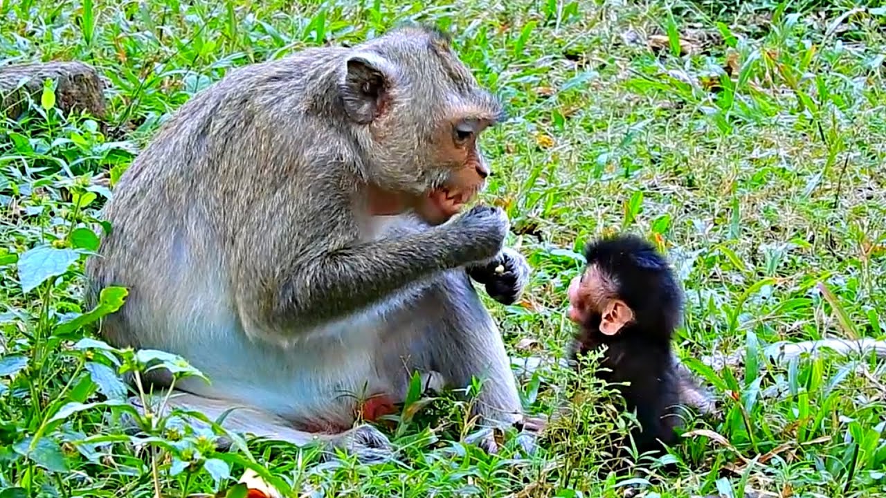 Baby Monkey Adventure Amazing Mom Training Her Baby Vincent With ...