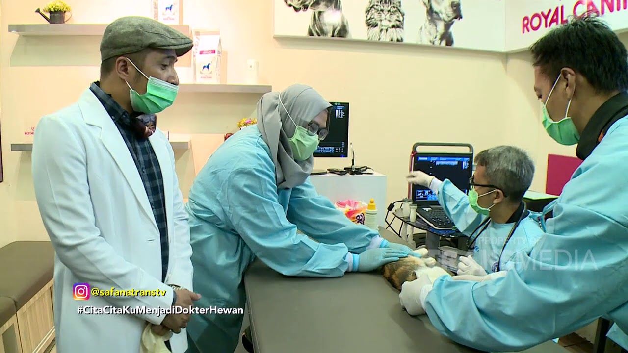 Safana trans tv, Mendeteksi penyakit kucing dengan usg, x ray dan cek ...