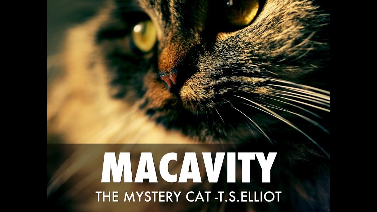 MACAVITY:THE MYSTERY CAT|EIGHTH STD|CBSE NCERT|BRIEF EXPLANATION - YouTube
